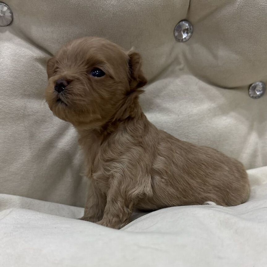 Мальтипу, щенок