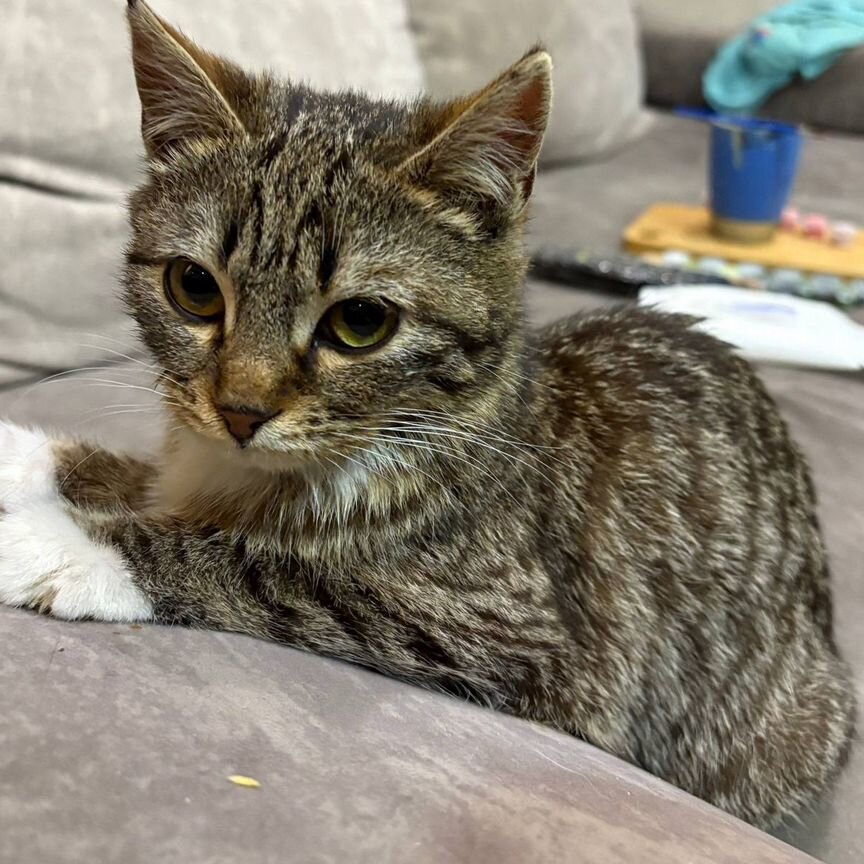 Котёнок в добрые руки