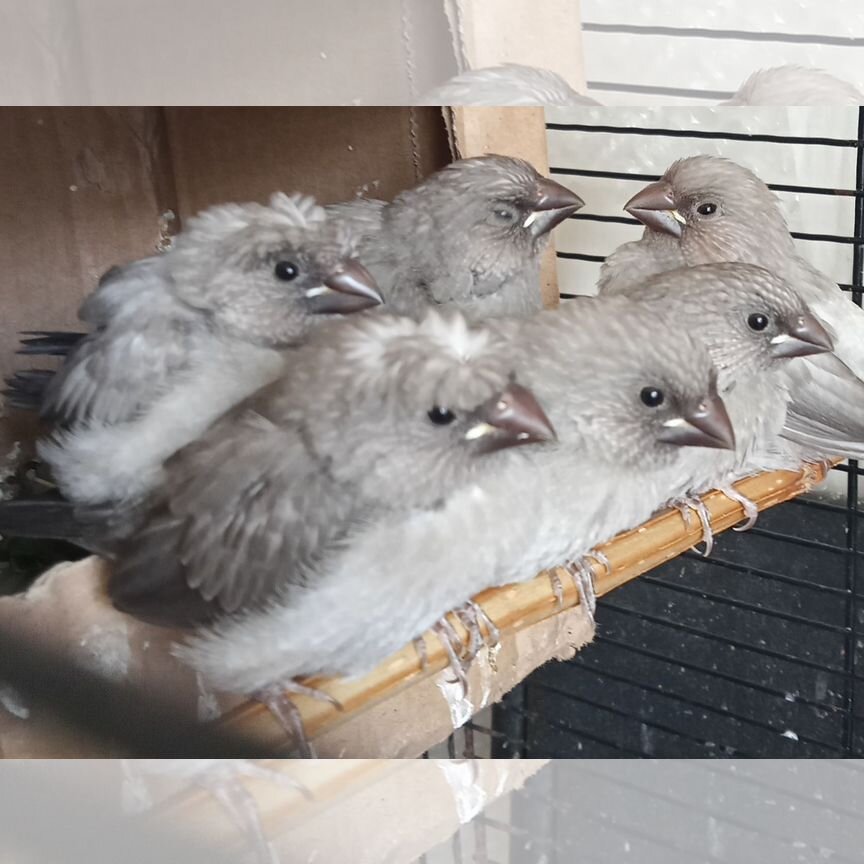 Японские амадины самцы молодые