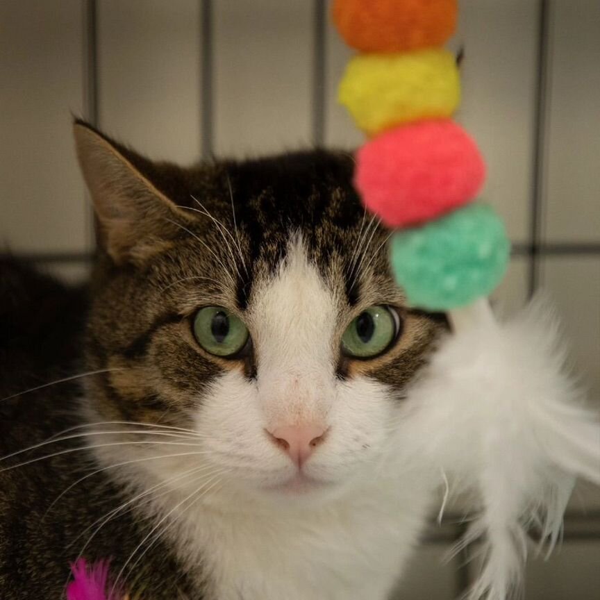 Шикарный кот в добрые руки