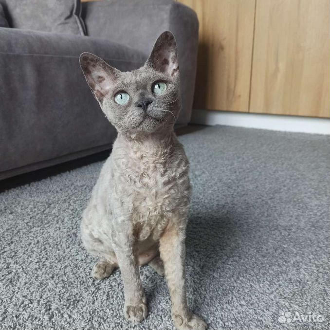 Девон-рекс кошечка любимка