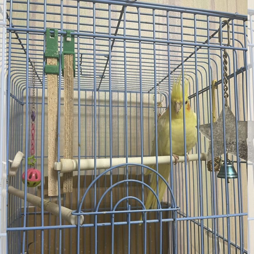 Попугай карелла с клеткой