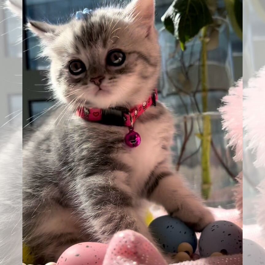 Шотландский вислоухий короткошёрстный котёнок