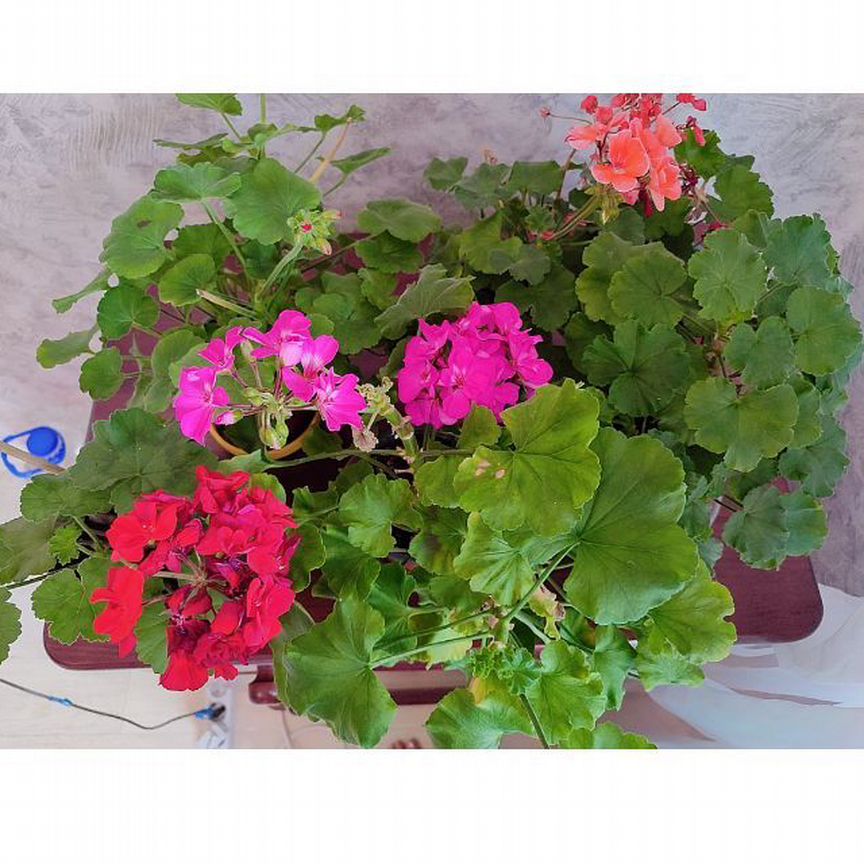 Волнистый попугай