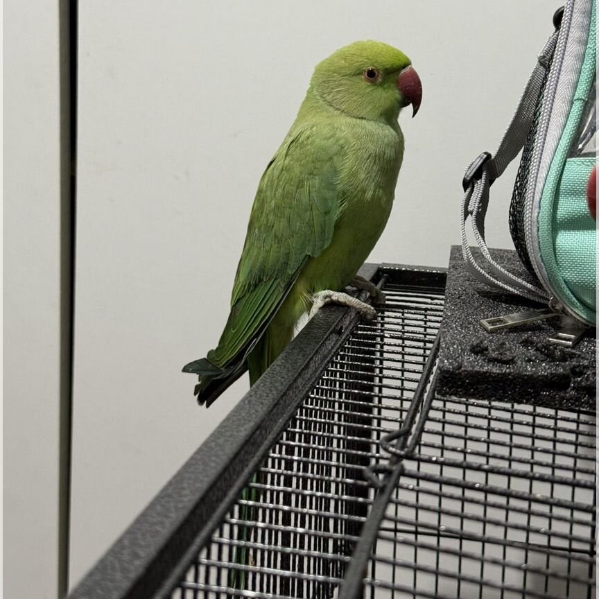 Ожереловый попугай самец