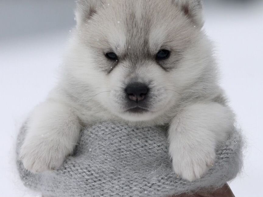 Сибирский хаски из питомника