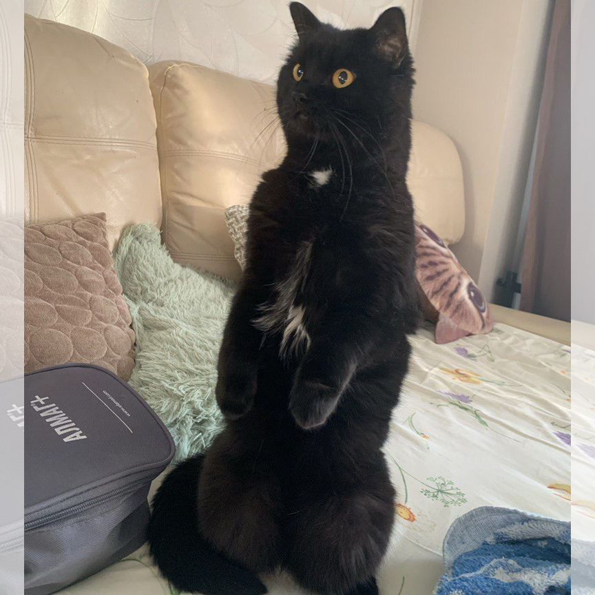 Кошка британская прямоухая