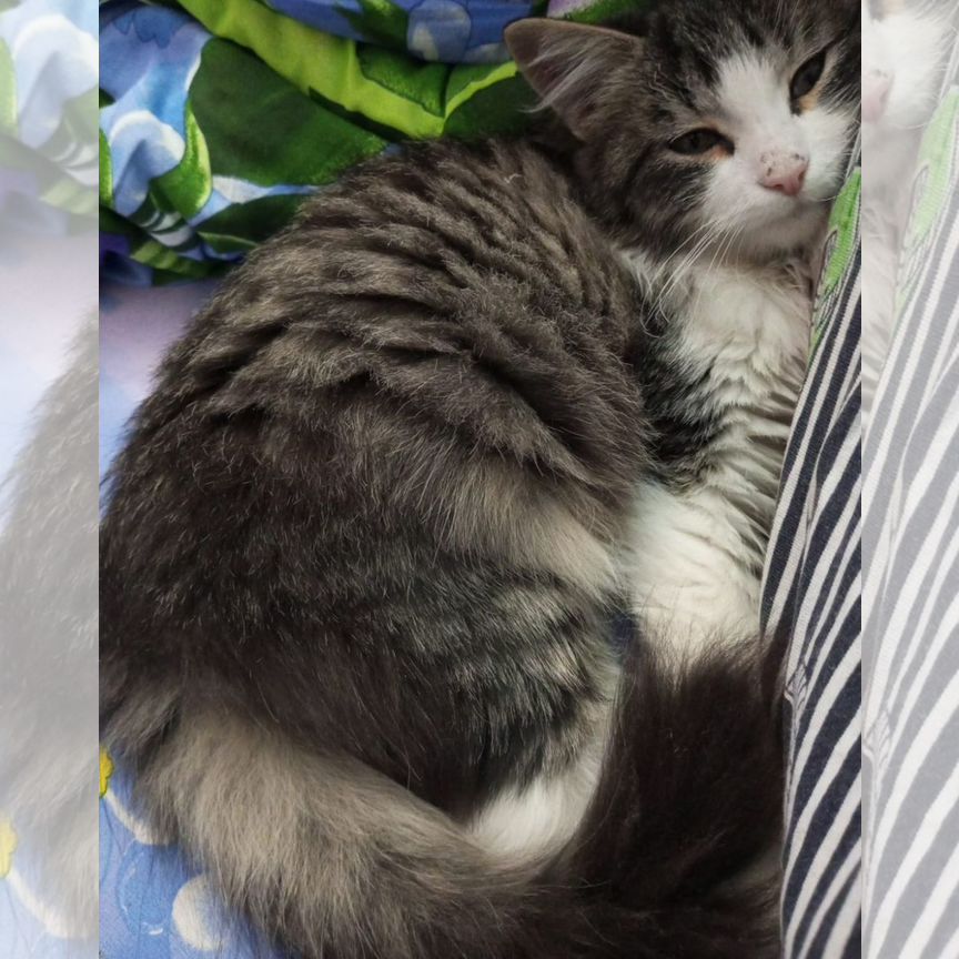 Кошечка в добрые руки, Нат.Валентин