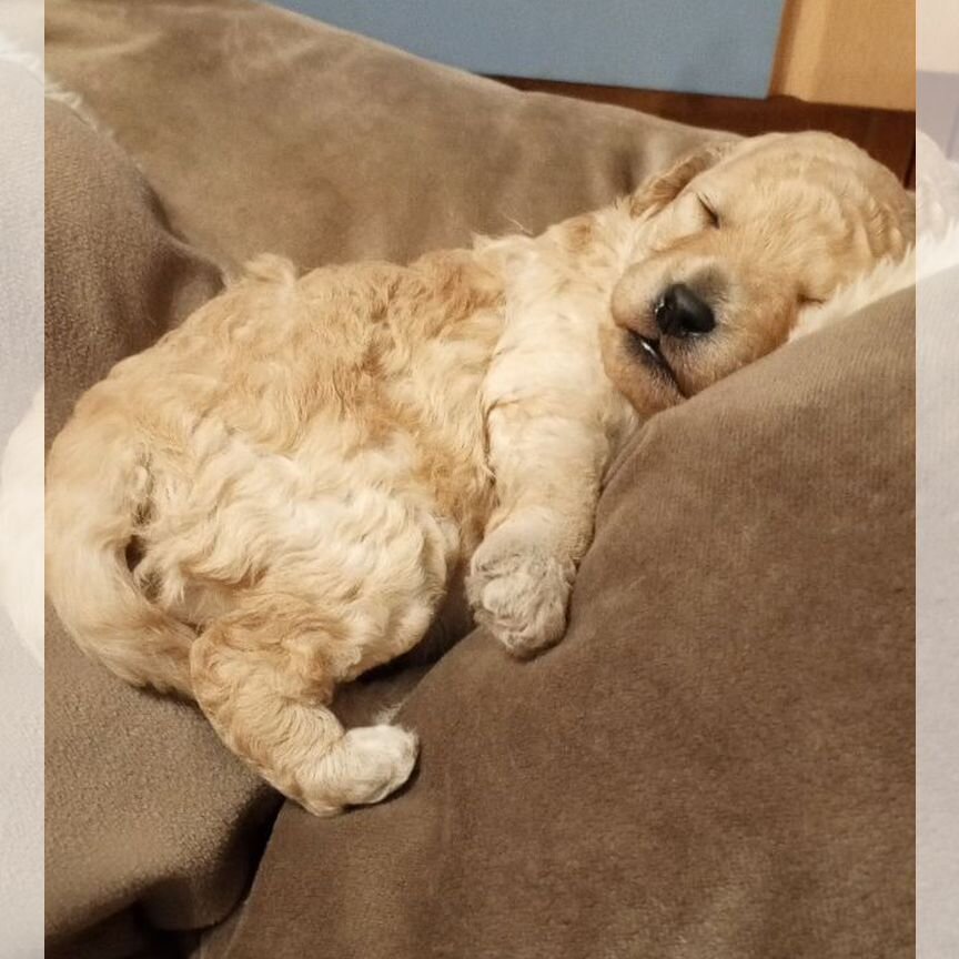 Той-пудель, щенок