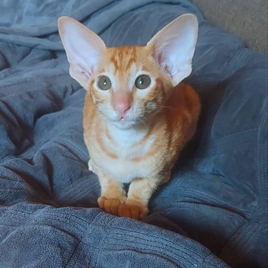 Ориентальные котята