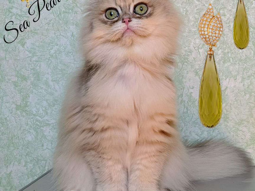 Голубое золото ау12 британец