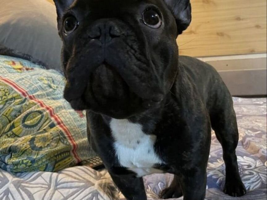 Французский бульдог