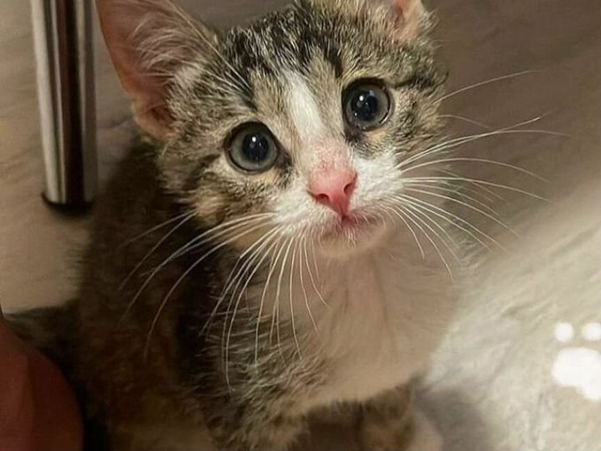 Кото ребенок ищет дом