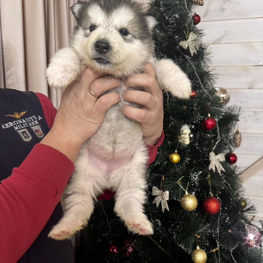 Аляскинский маламут щенки