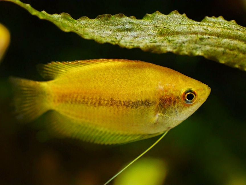 Рыбки Гурами Медовый (Trichogaster chuna)