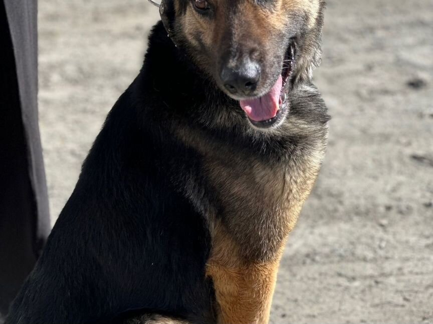 Отдам в добрые руки