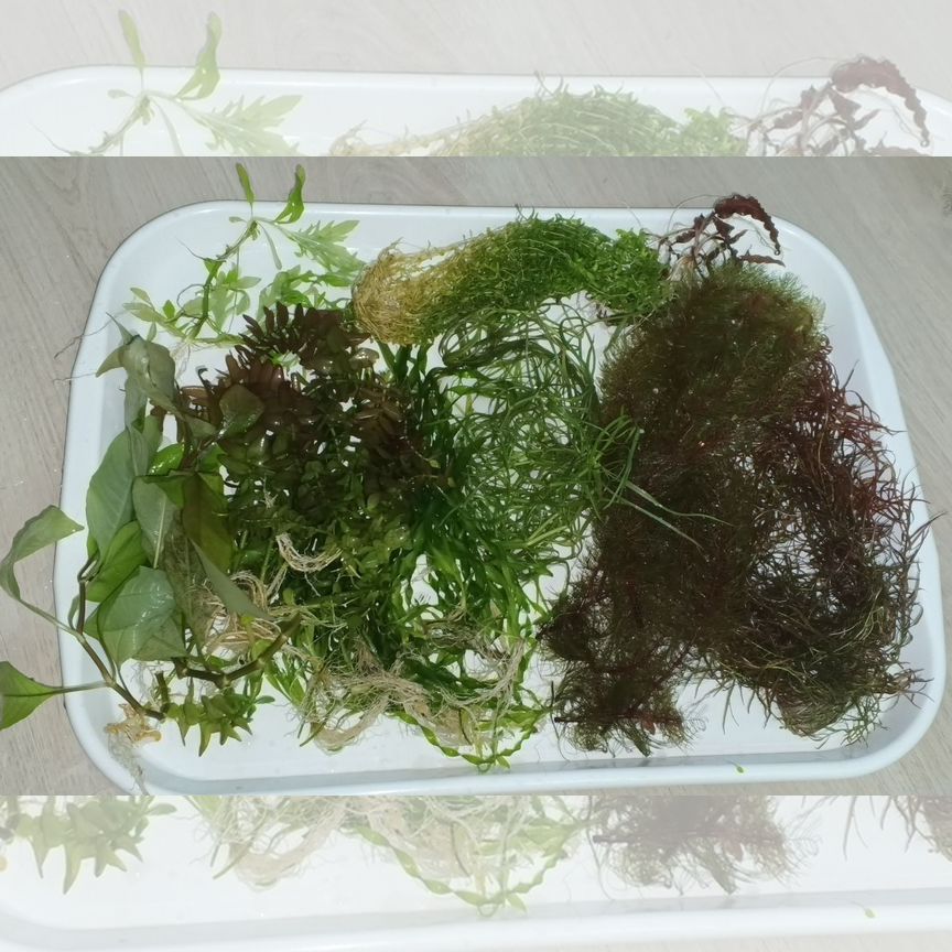 Аквариумные растения