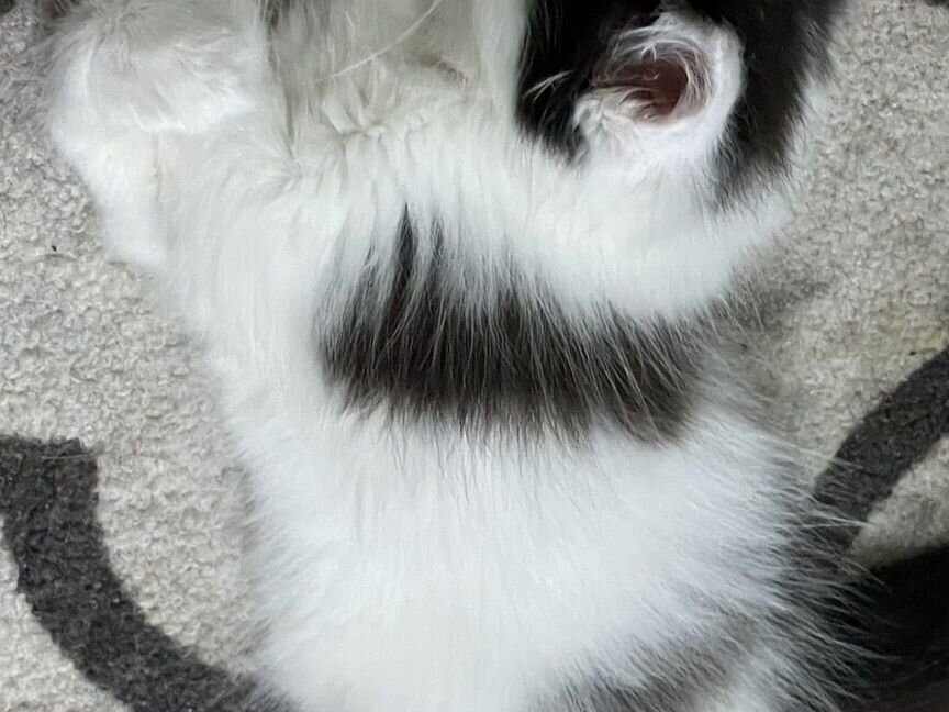 Котенок