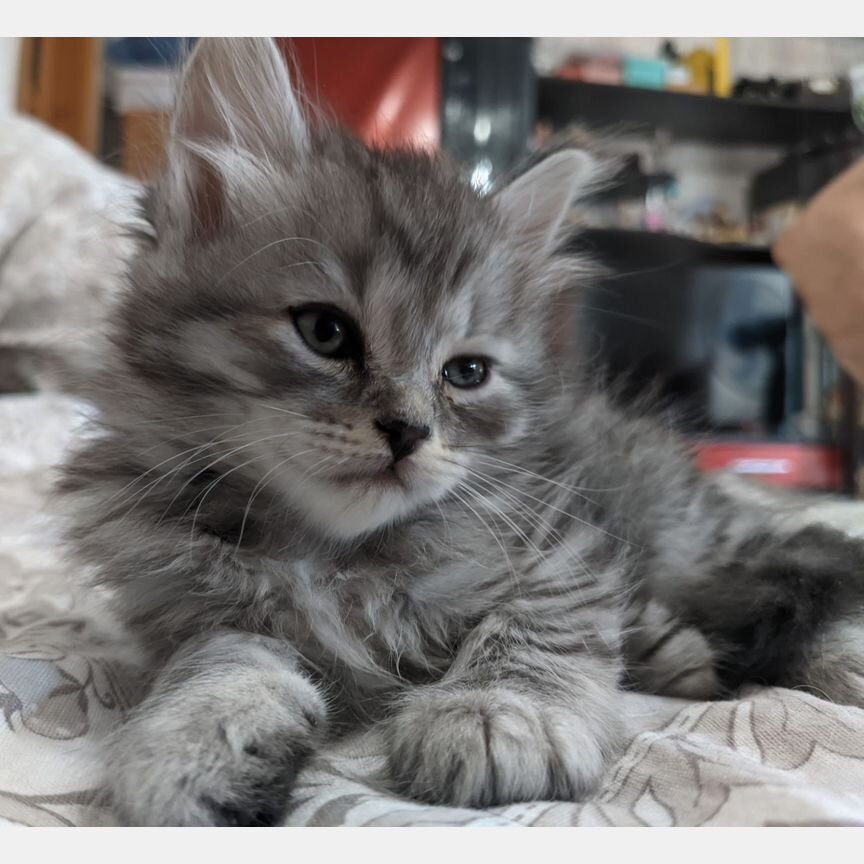 Котята в добрые руки бесплатно