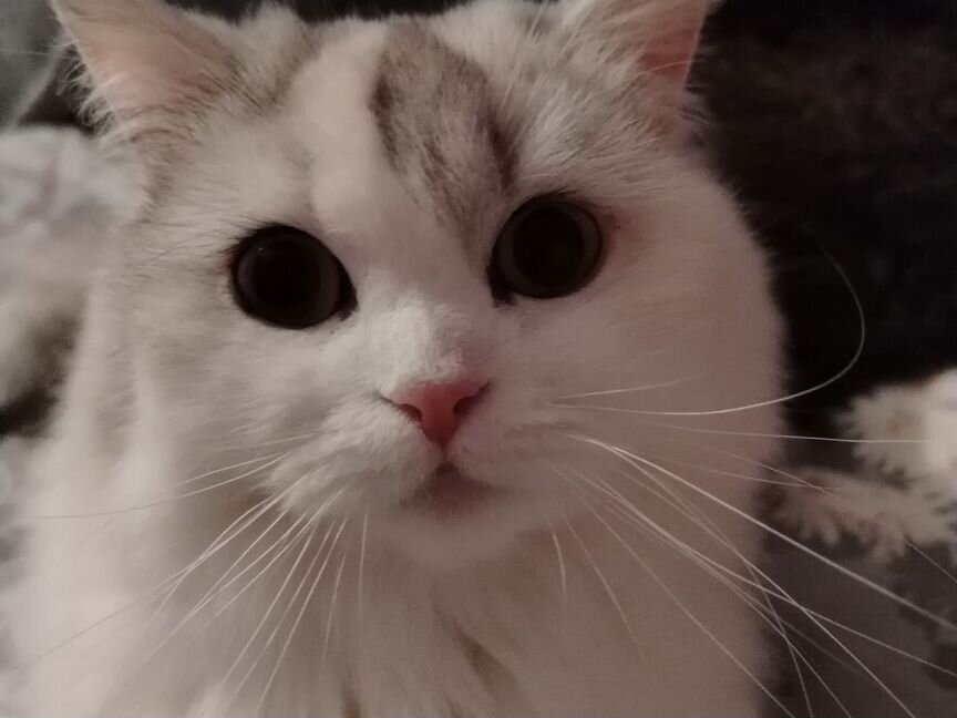 Шотландская прямоухая кошка