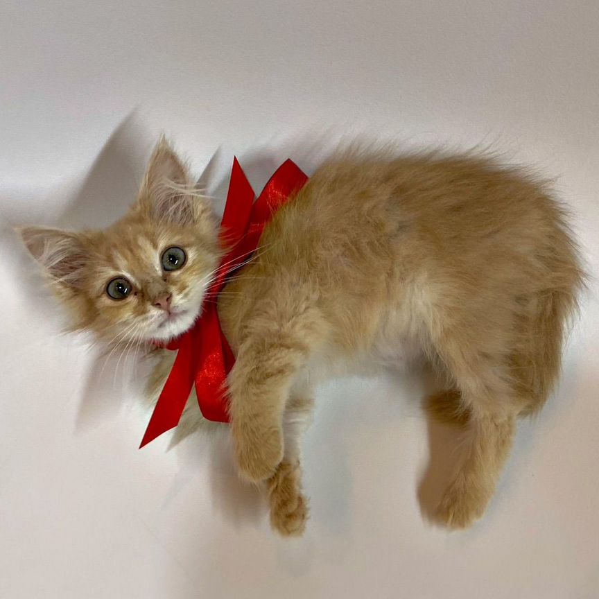 Рыжий котенок в добрые руки