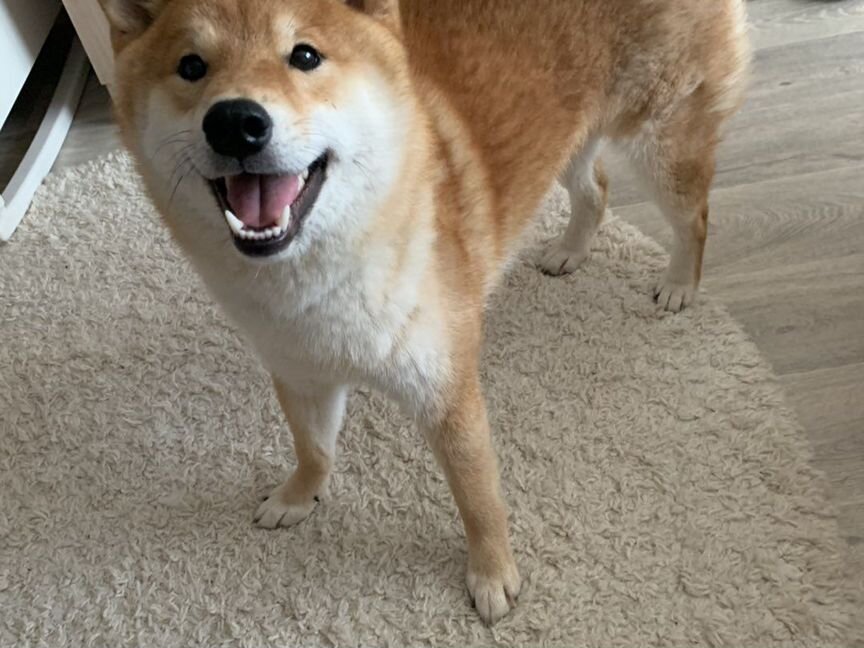 Сиба ину кобель вязка