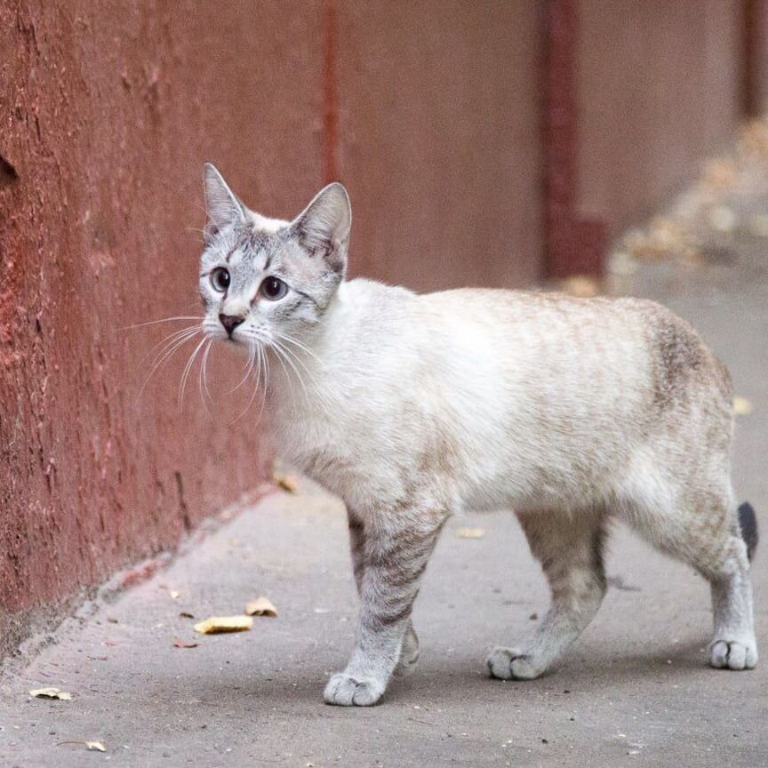 Ласковая кошка бесплатно