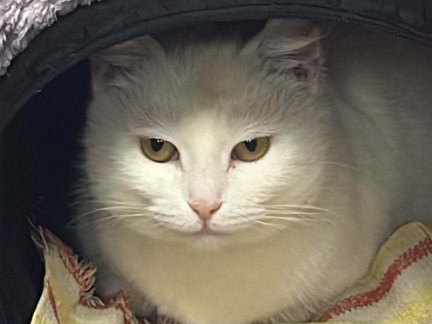 Кошка Зайка