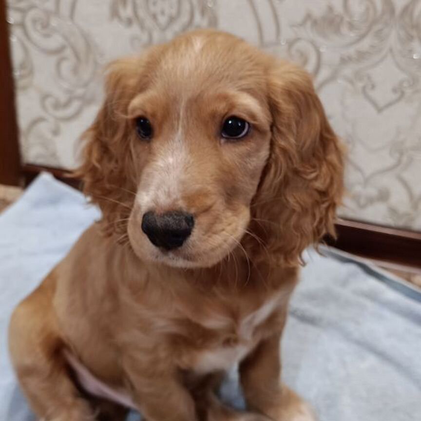 Русский спаниель