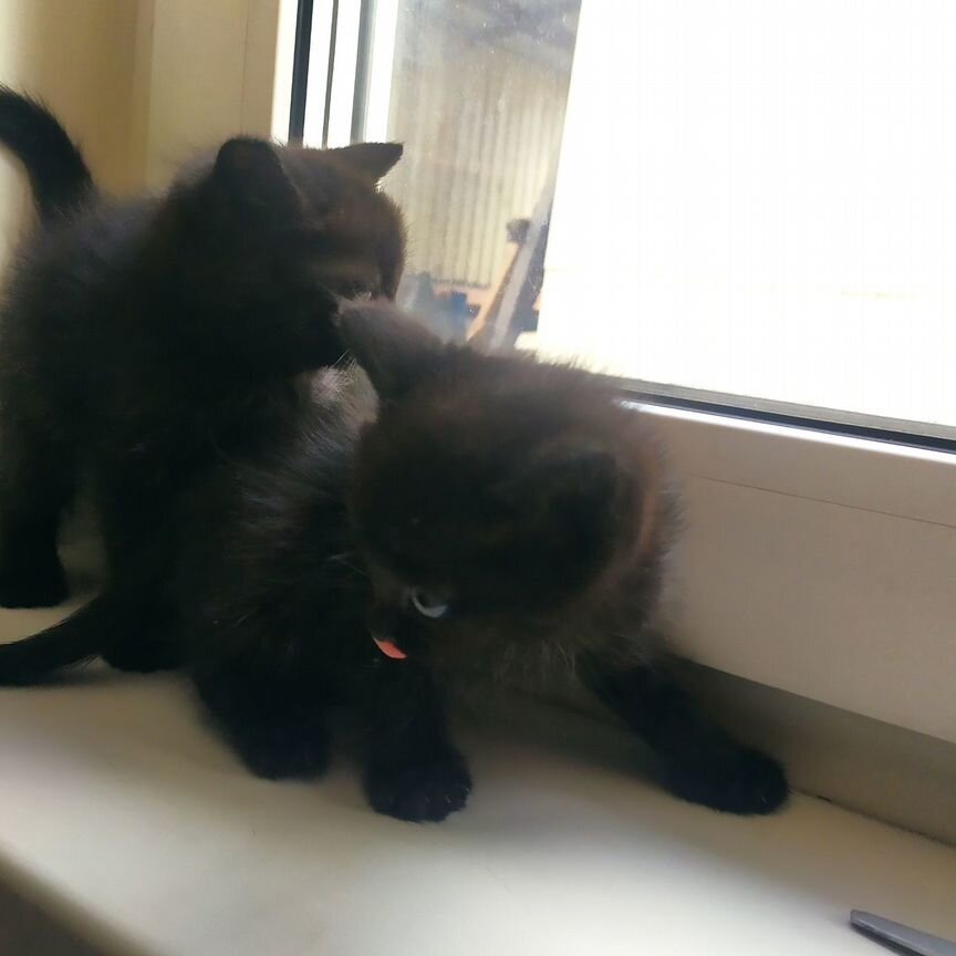 Котята от хорошей кошки