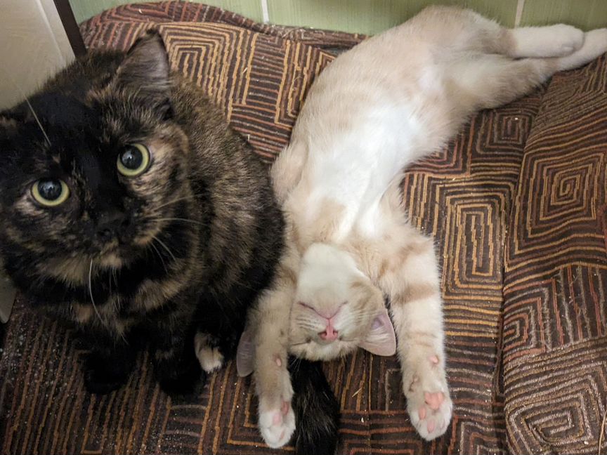 Кошка с котенком