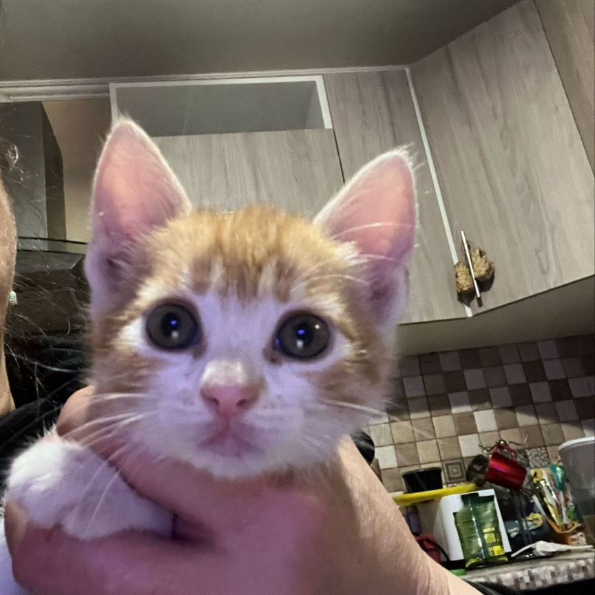 Котёнок девочка в добрые ручки