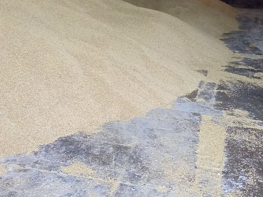 Пшеница,ячмень,посыпка