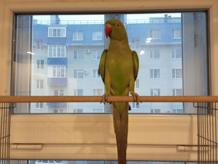 Ожереловый попугай