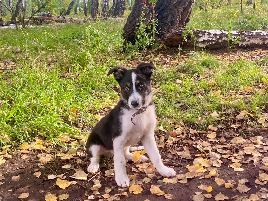 Щенок в добрые руки бесплатно
