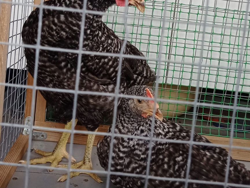 Мясо-яичные курочки порода Австролорп