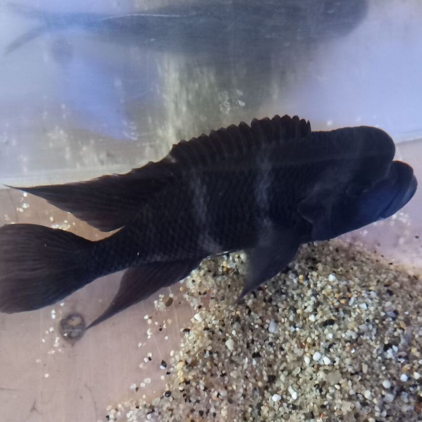 Рыба фронтоза