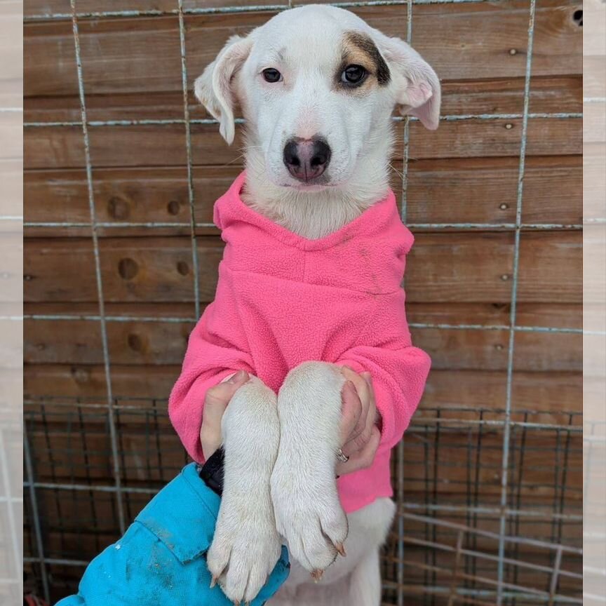 Щенок в добрые руки