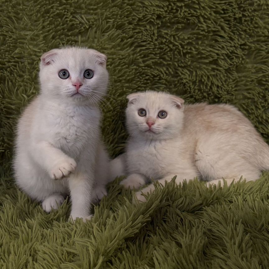 Шотландский вислоухий короткошёрстный котёнок