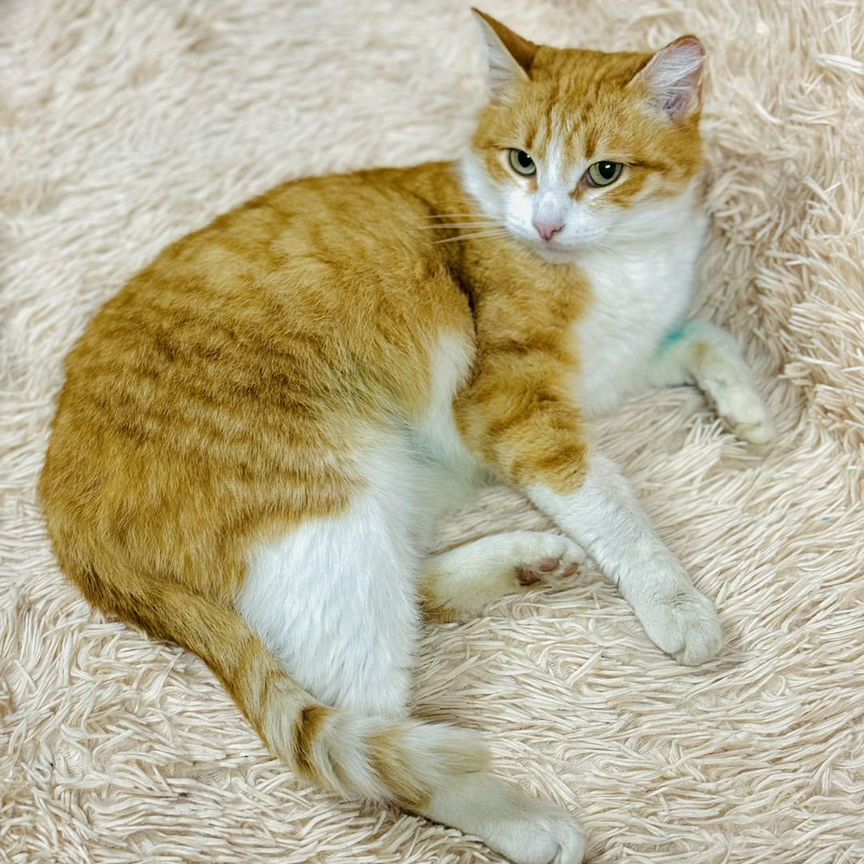 Кошка стерилизованная в добрые руки