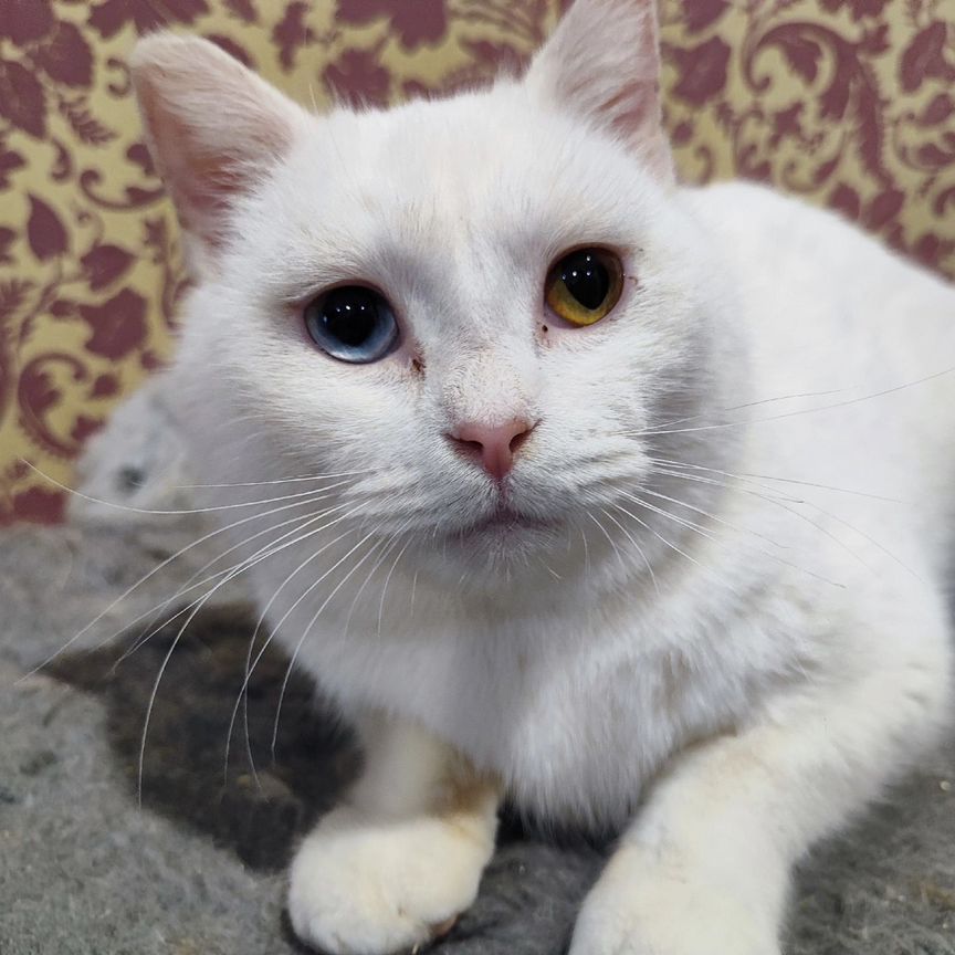 Кошки