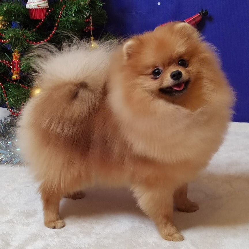 Померанский шпиц мини, мальчик