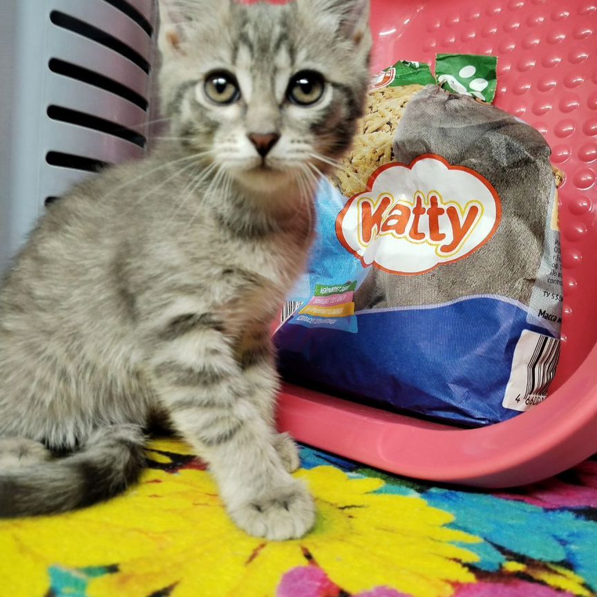 Котята мейн-кун в добрые руки екатеринбург