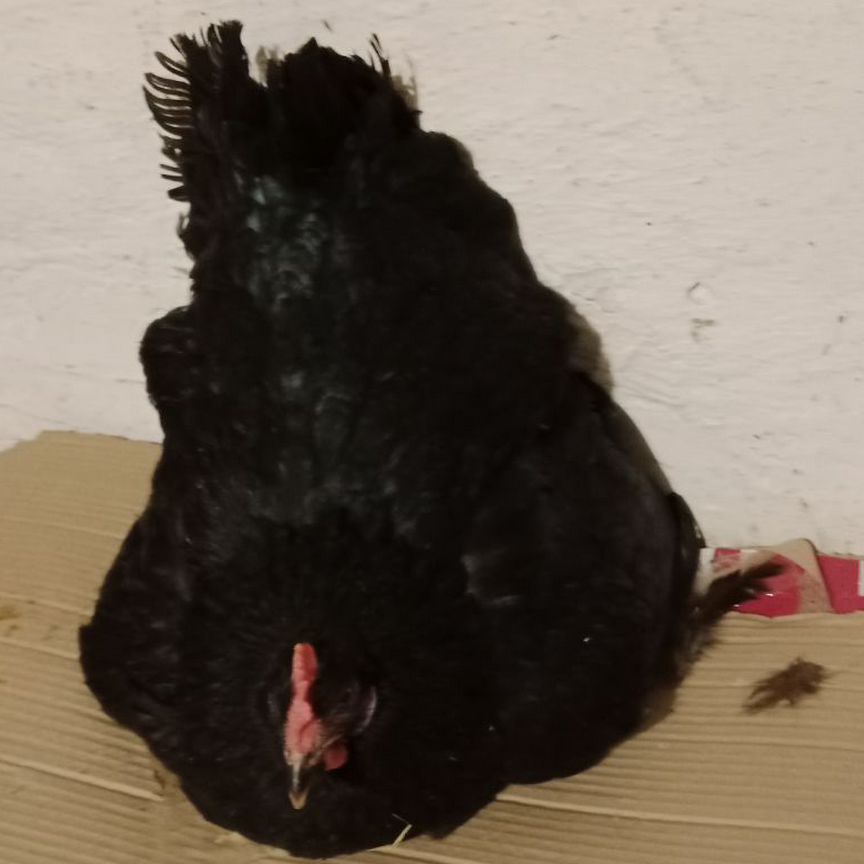 Наседка с суточными цыплятами