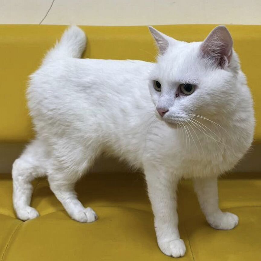 Белая кошка в дар в добрые руки