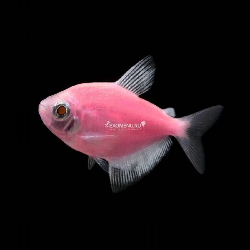 Рыбки карамельки 2 шт