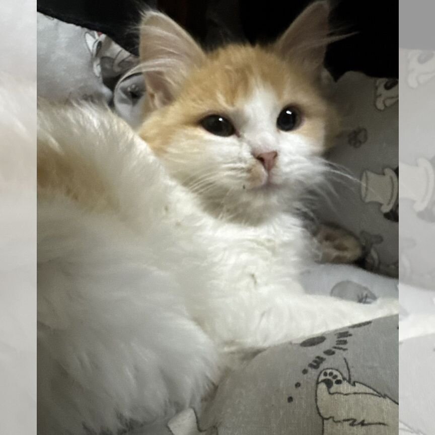 Котёнок в добрые руки