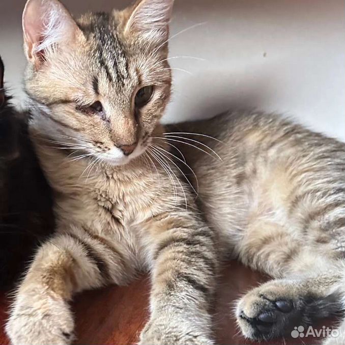 Нежная девочка Ася