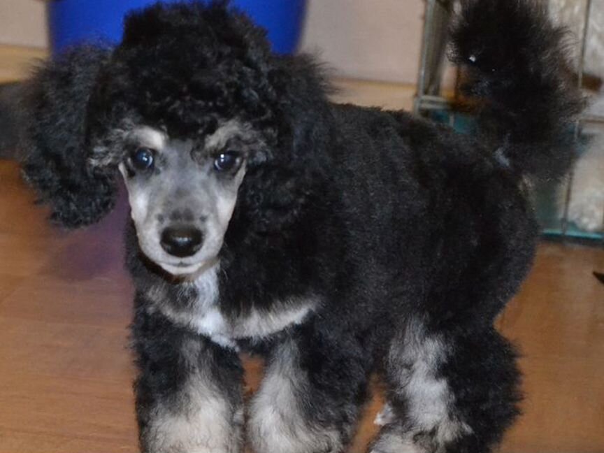 Пудель чёрный с подпалом