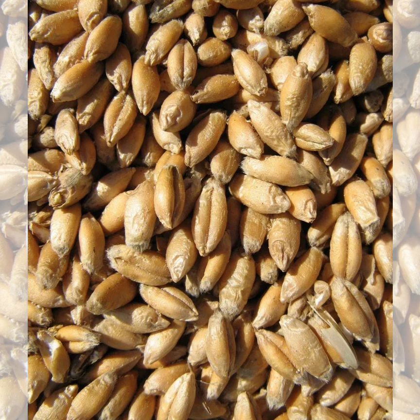 Пшеница 12 р